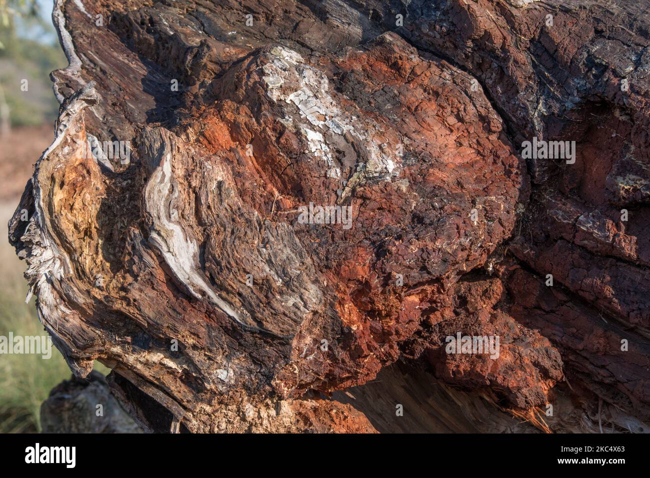 Natures work of art created out of dying rotting tree Stock Photo - Alamy