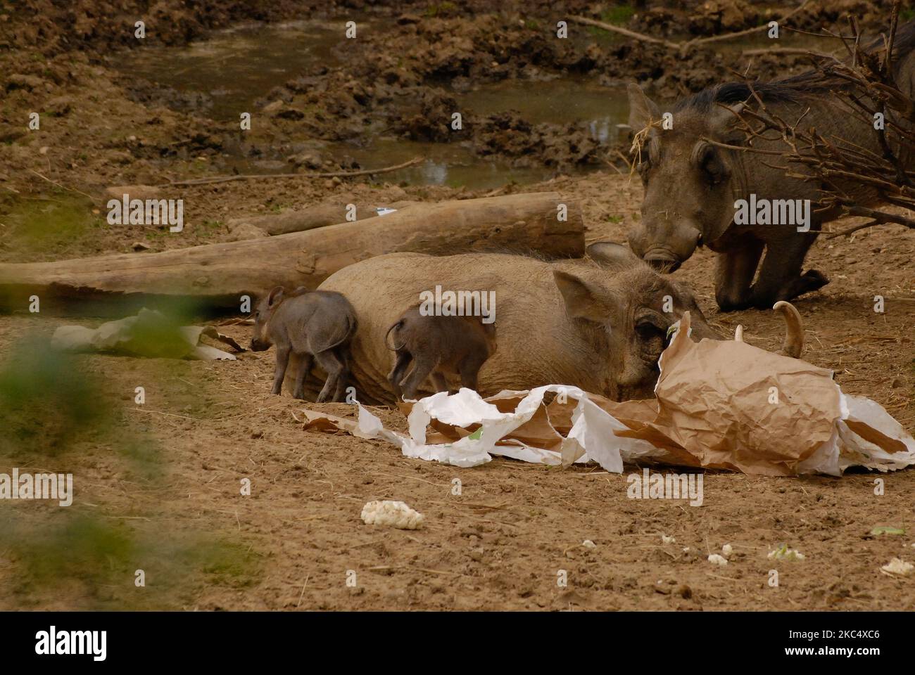 A cute family of Warthog with paper sack of titbits and paper to play ...