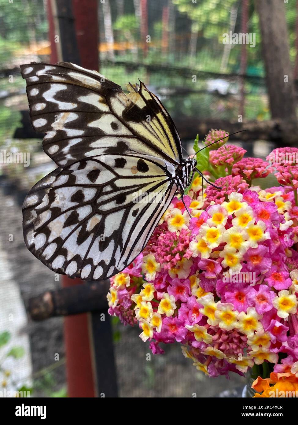 A closeup shot of a large tree nymph butterfly on pink flowers - Idea ...