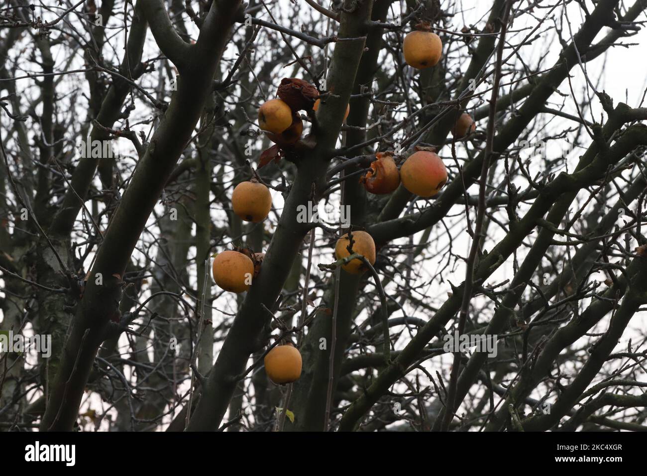 Apples are seen on a Tree in a Orchard in District Baramulla, Jammu and ...