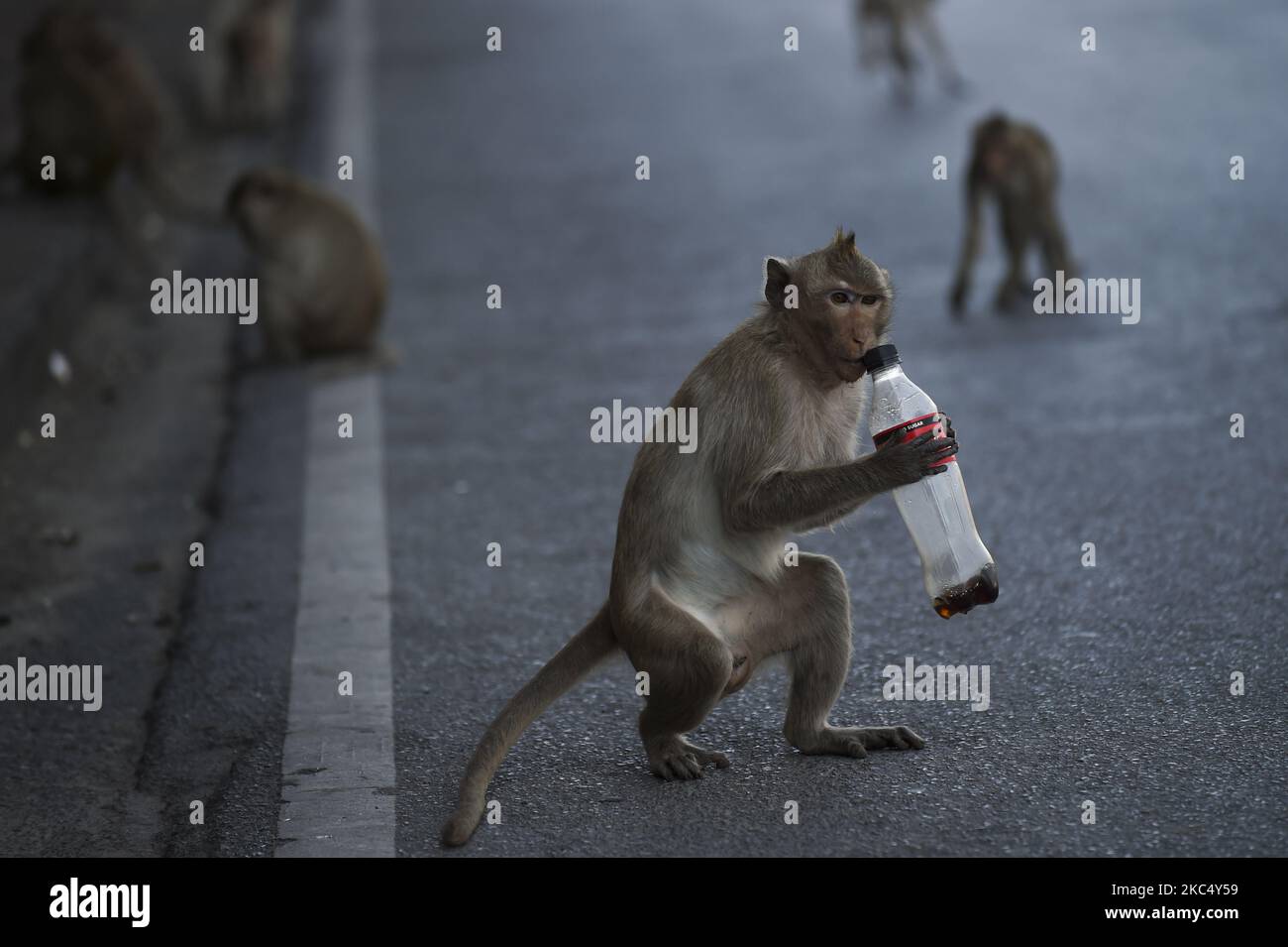 A monkey tries to drink coca cola soft drink from a plastic bottle ...