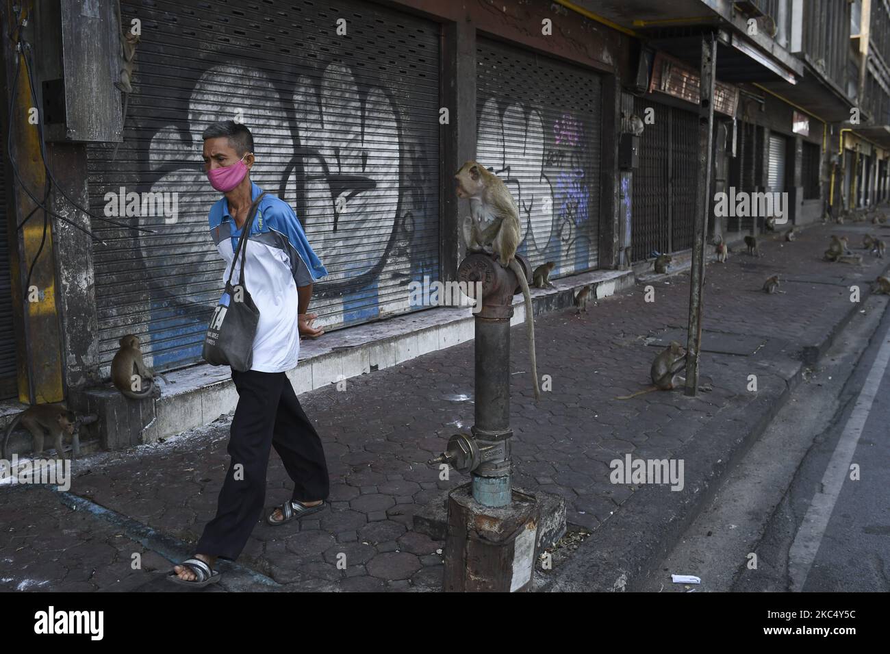 Lopburi monkey banquet hi-res stock photography and images - Alamy