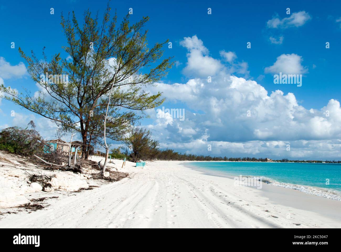 The view of a tall tree and a wide sandy beach on Half Moon Cay tourist ...