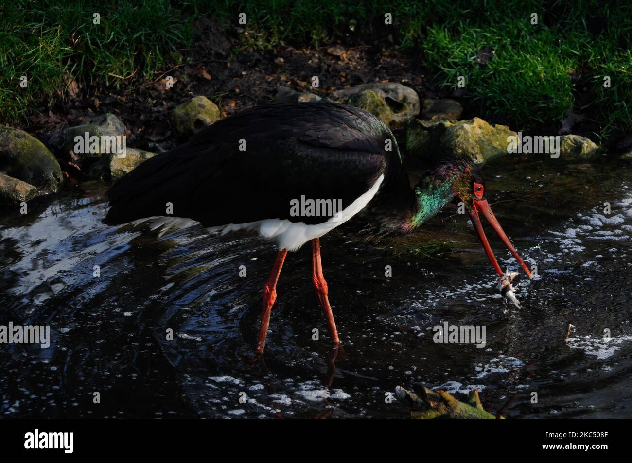 A beautiful black Stork impaling fish in its bill wading through stream ...
