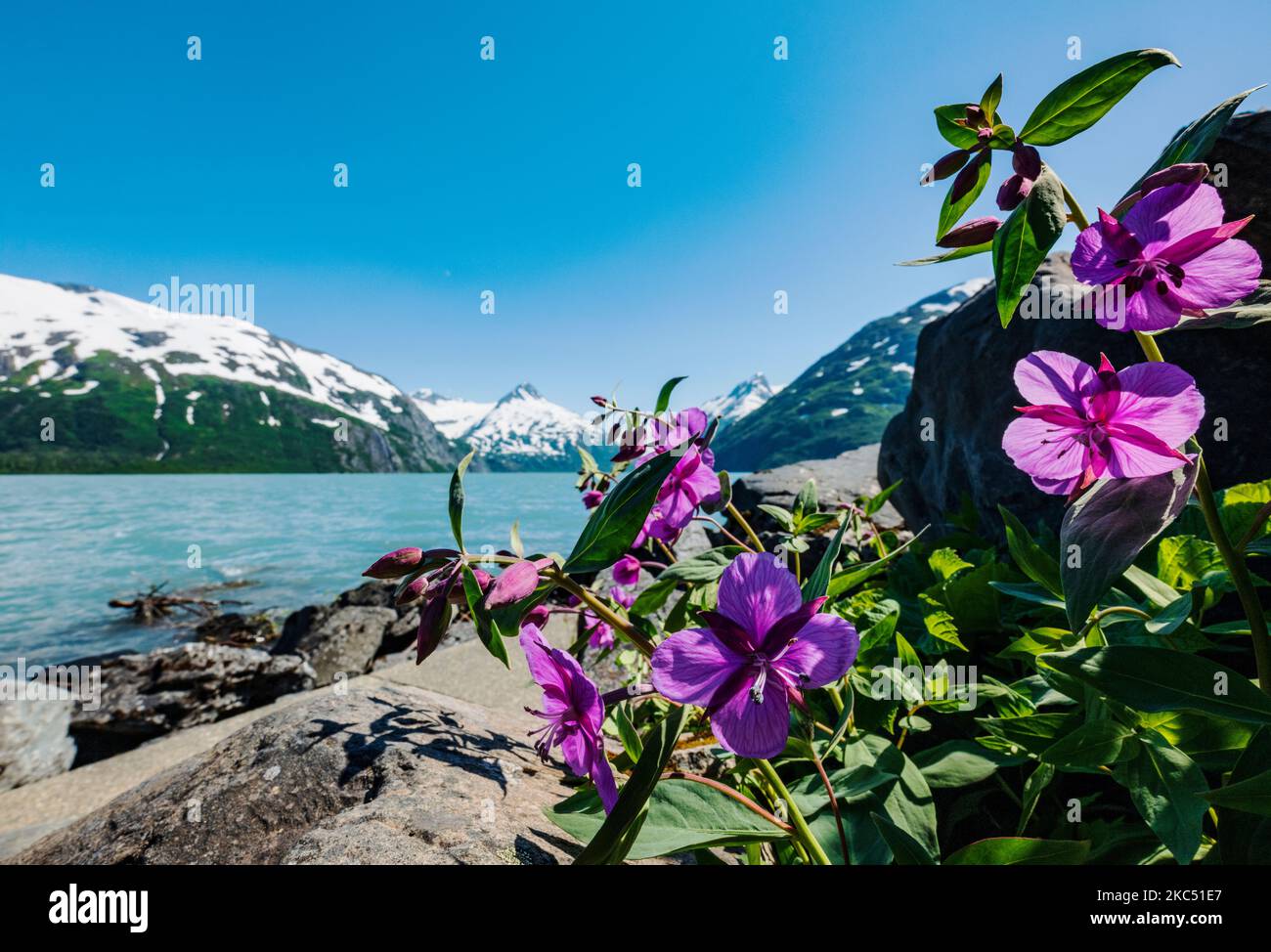 Fireweed; Chamaenerion angustifolium; near Boggs Visitor Center ...