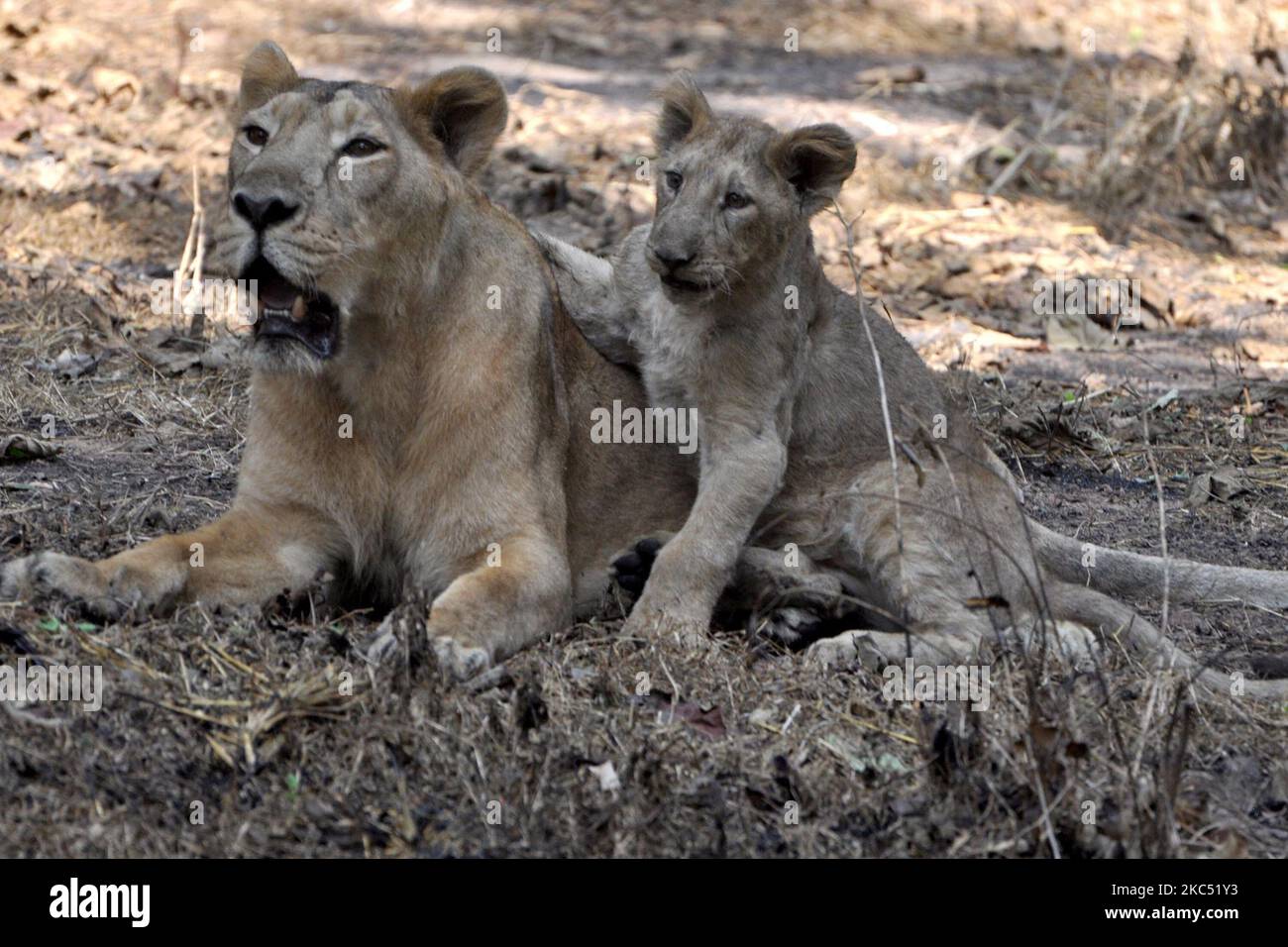 A six month old lion cub next to his mother in their enclosure at the ...
