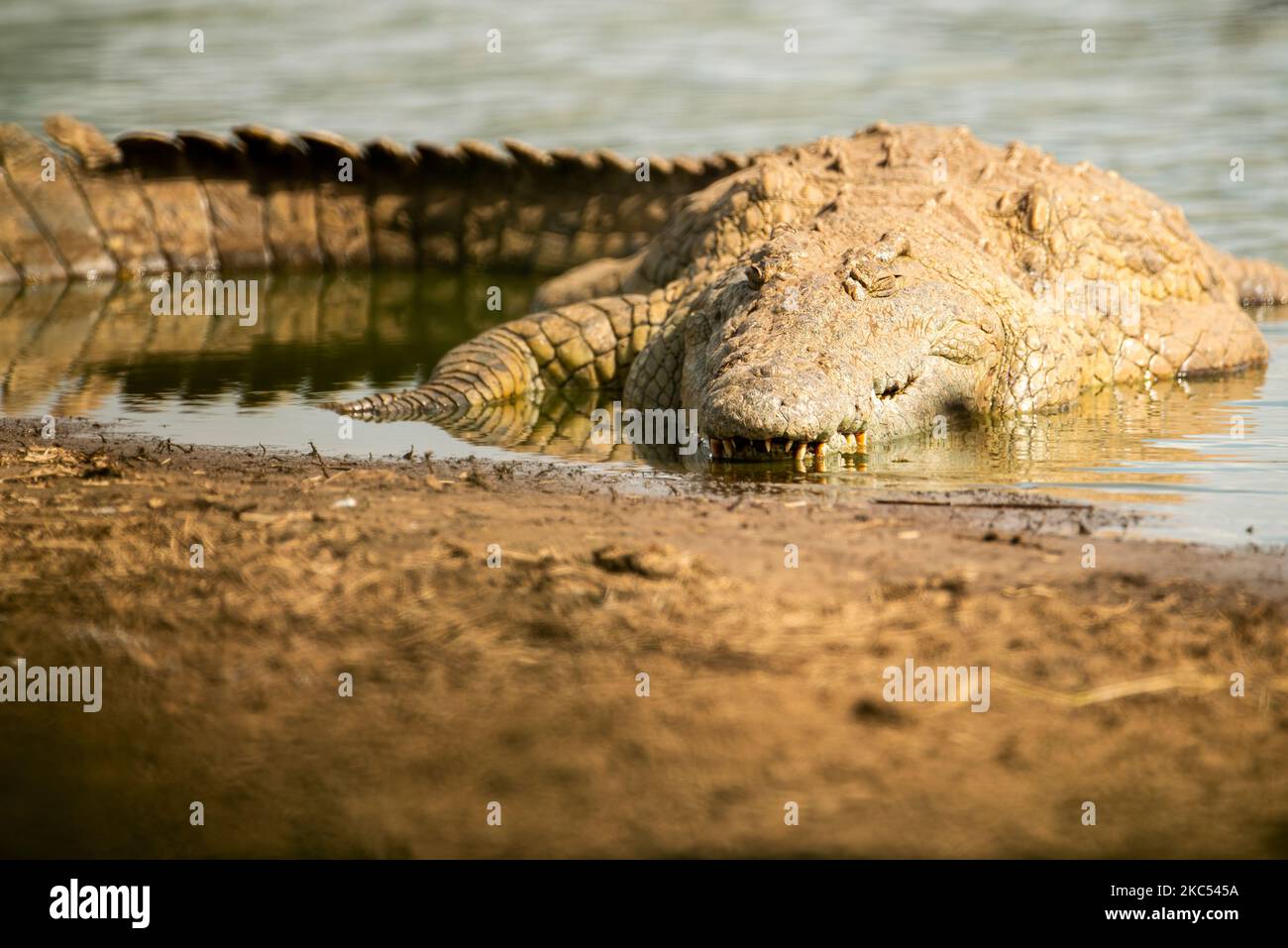 Reptile crocodile orinoco hi-res stock photography and images - Alamy