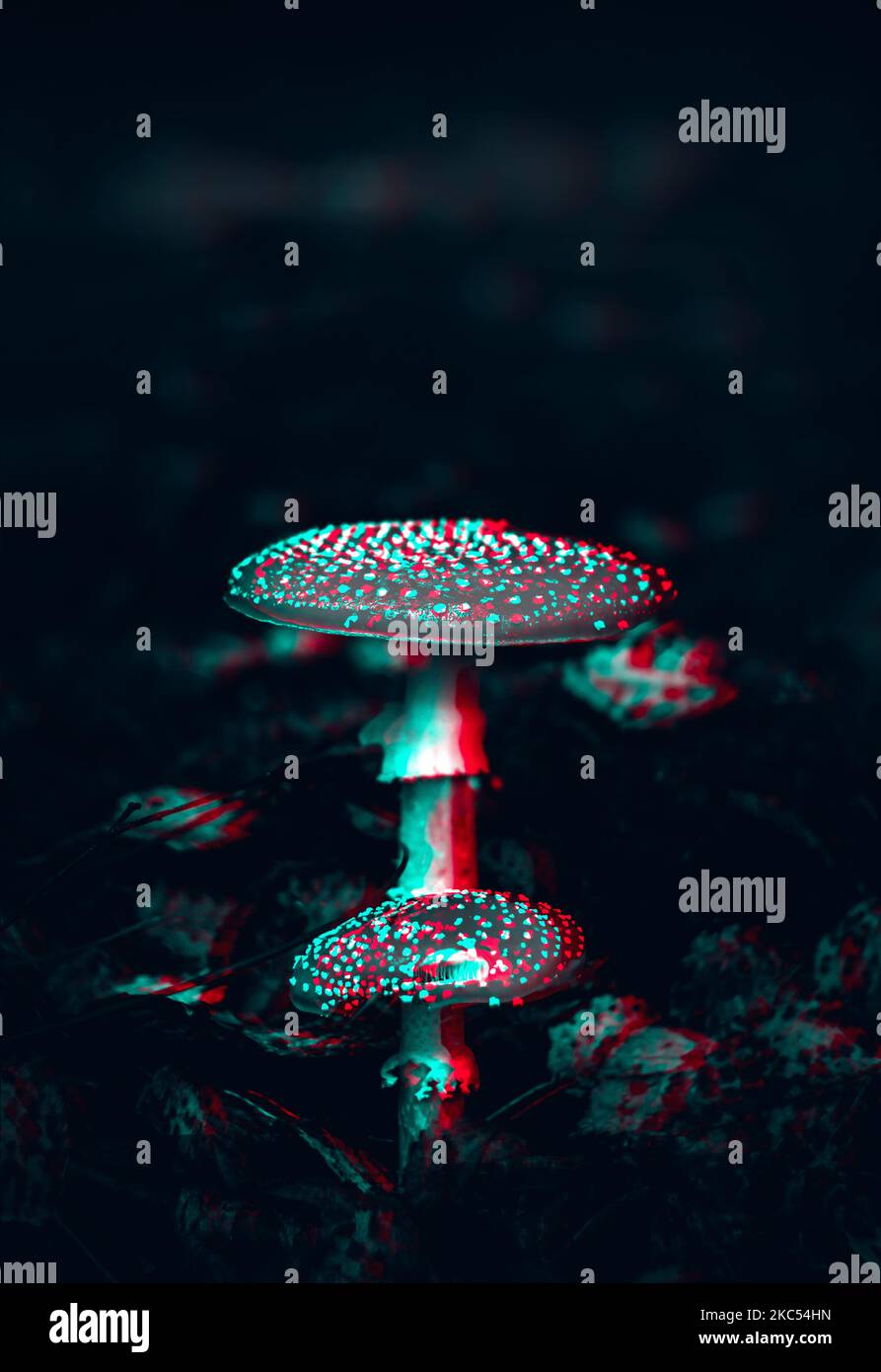 Black and white image of a fly agaric in the forest with 3D effect ...