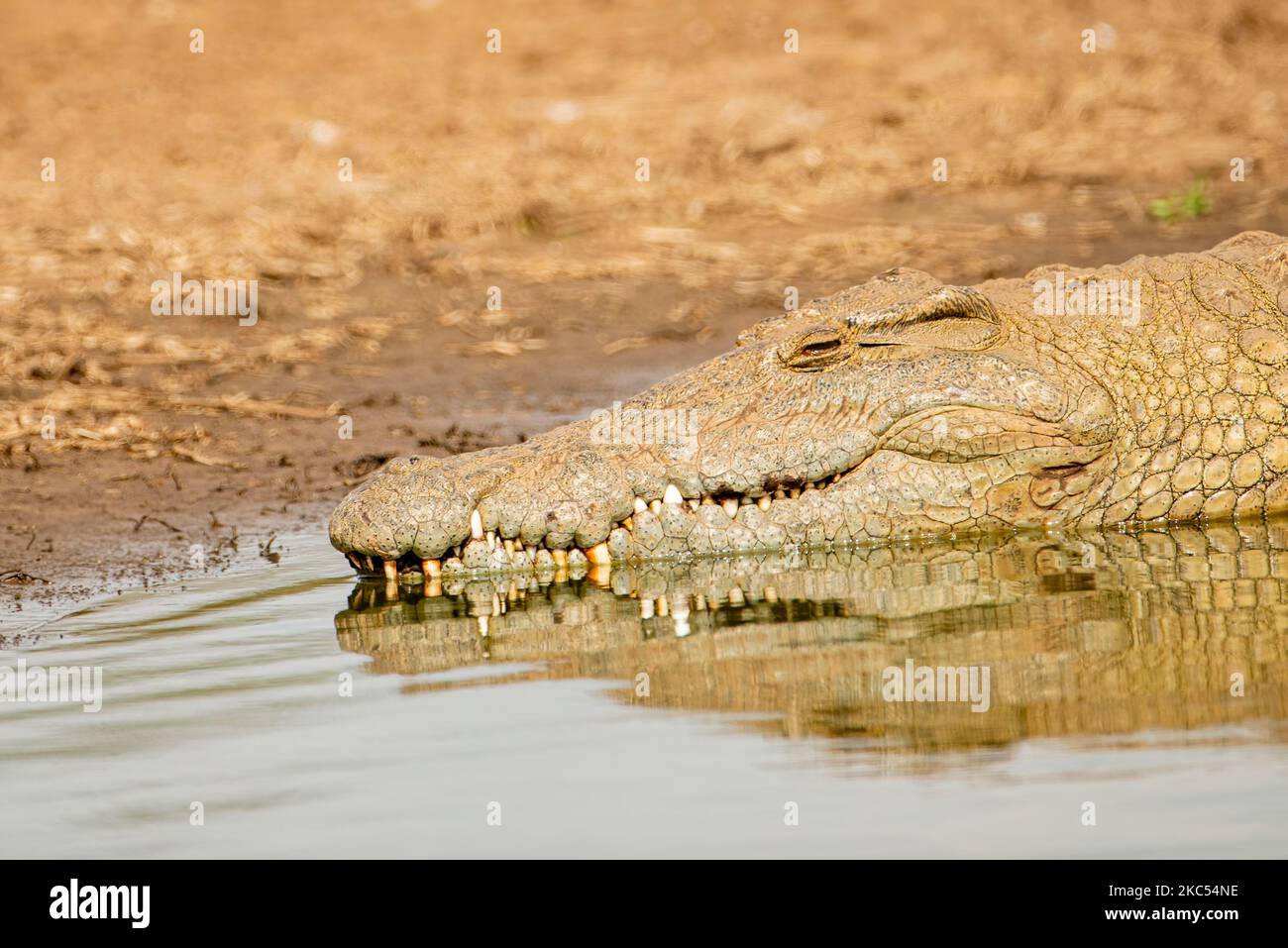 Orinoco crocodile hi-res stock photography and images - Alamy