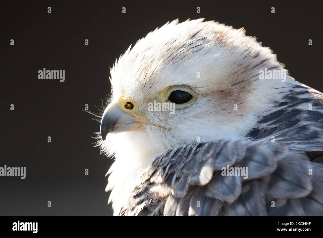 A closeup portrait of a saker falcon with blur background Stock Photo ...