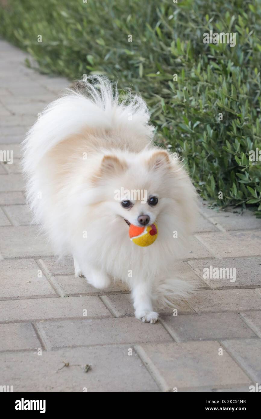 A vertical shot of a cute white Pomeranian dog walking with a ball in ...