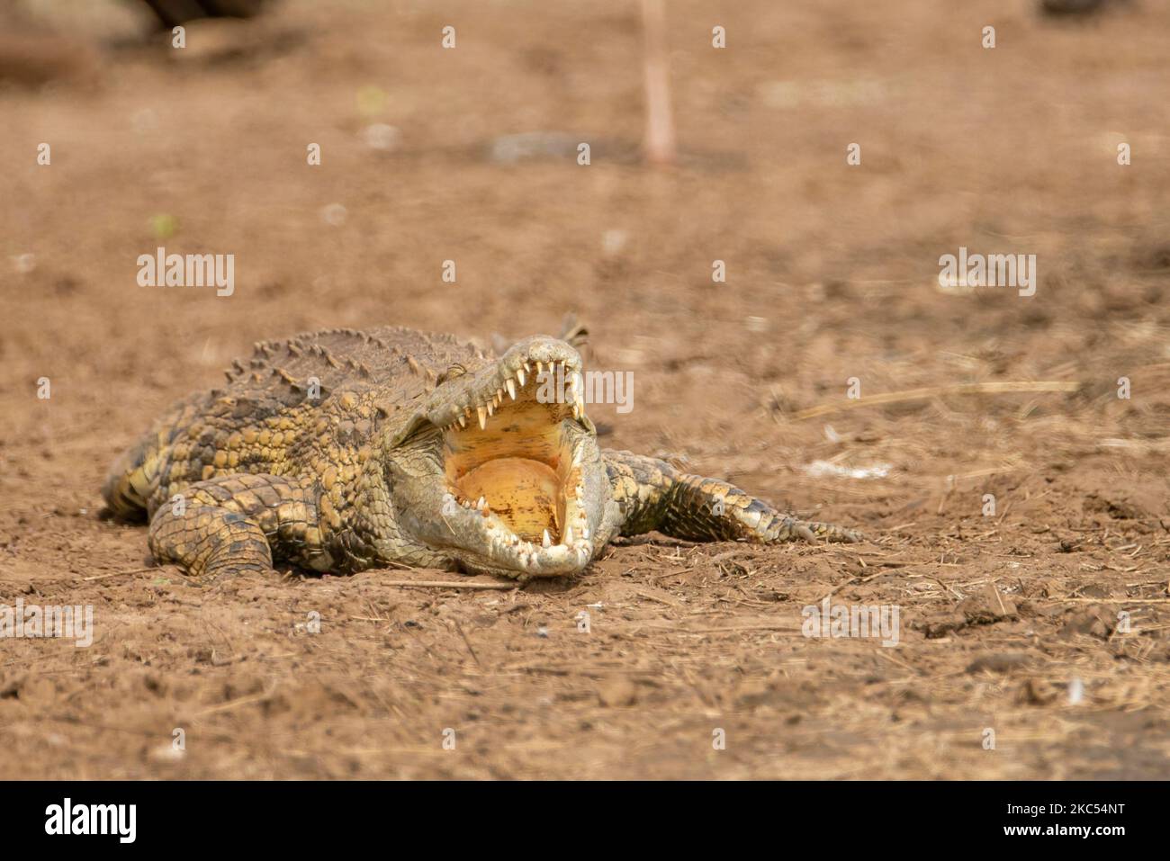 A close-up shot of an open-mouthed crocodile on the shore of a lake in ...