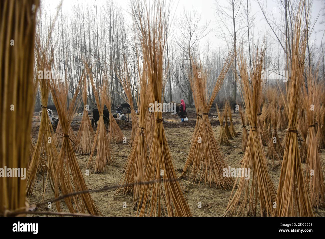 A Kashmiri woman walks past the bundles of twigs which are processed ...