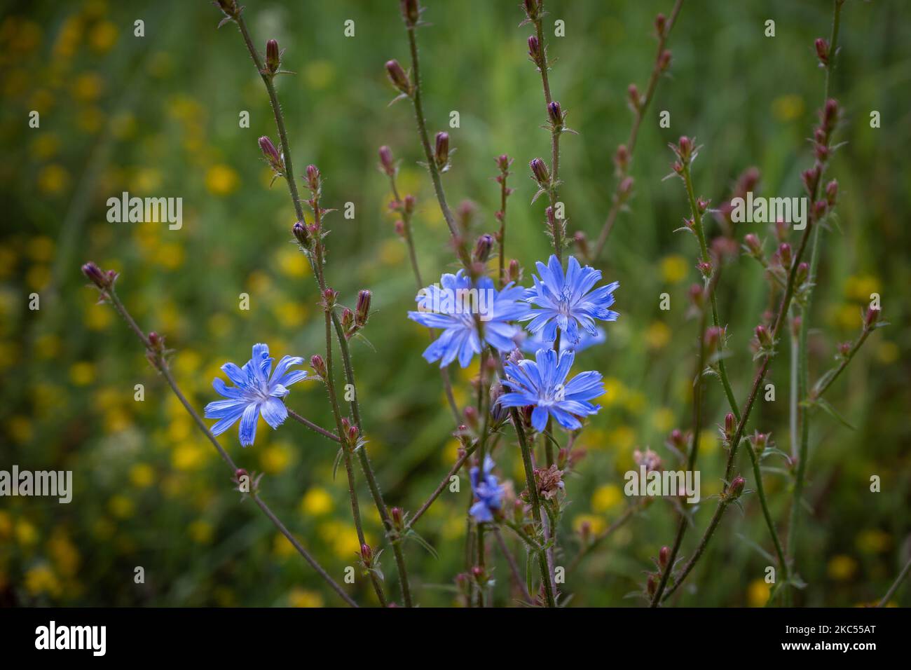 Chicory bush hi-res stock photography and images - Alamy