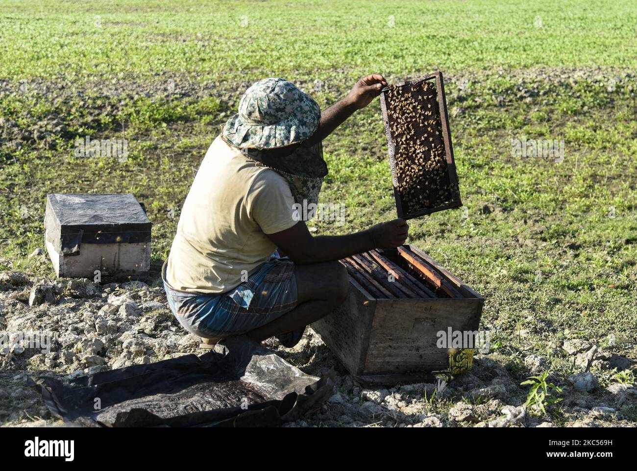 Beekeepers working in a honey bee farm at a village in Barpeta district ...