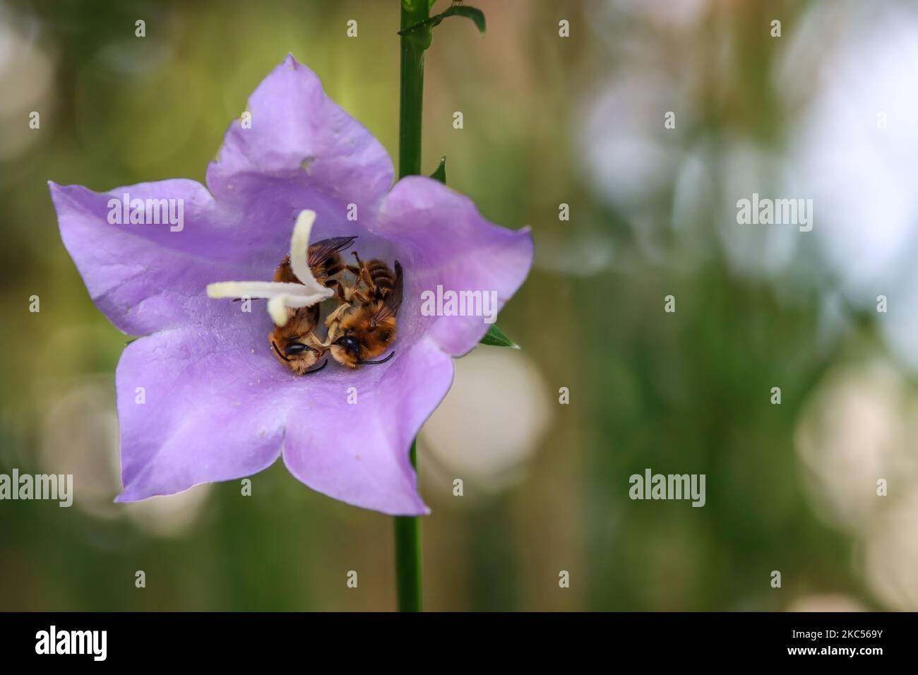 Melitta hi-res stock photography and images - Alamy