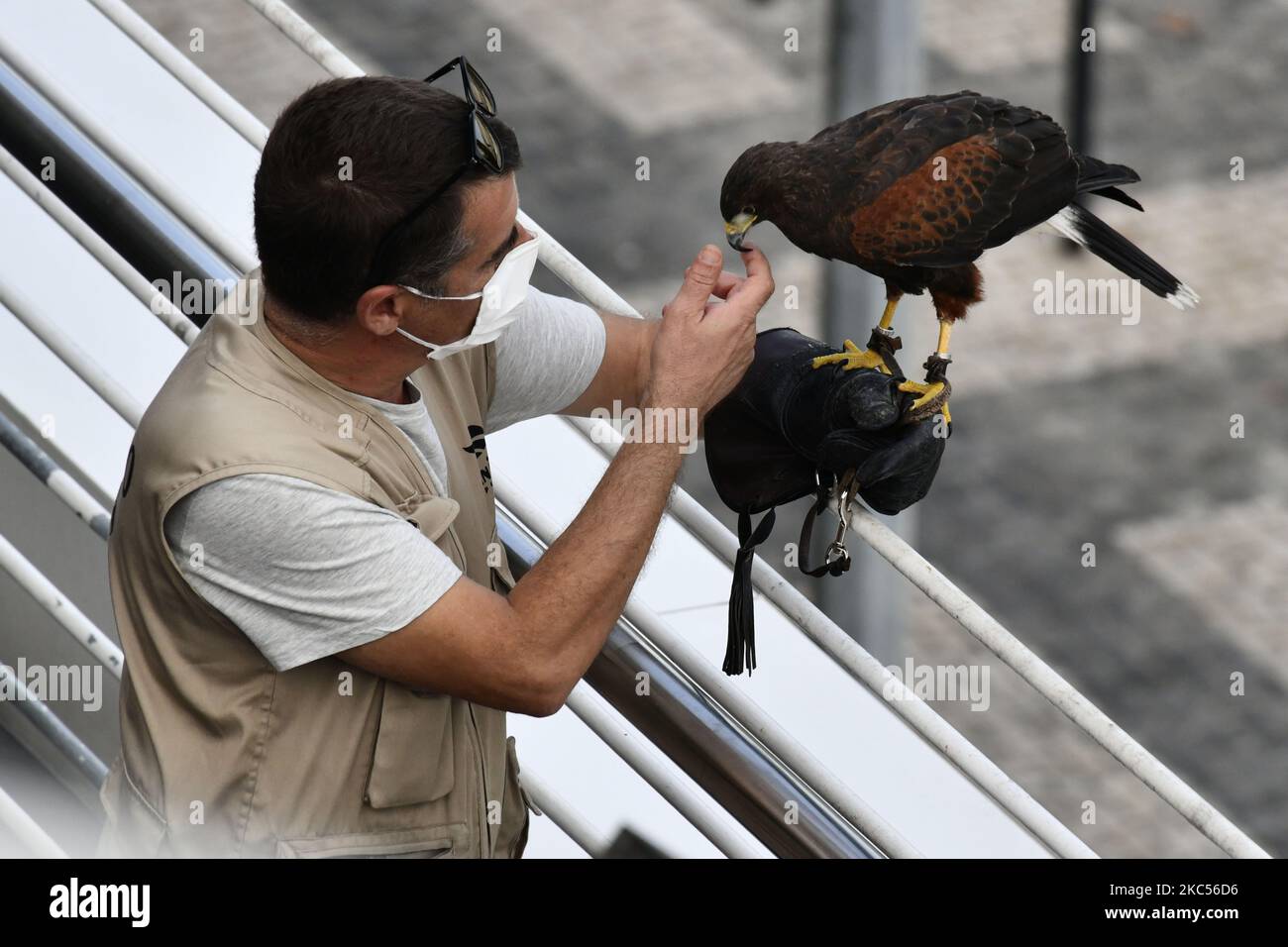 A harris eagle is used to control invasive birds in a shopping centre ...