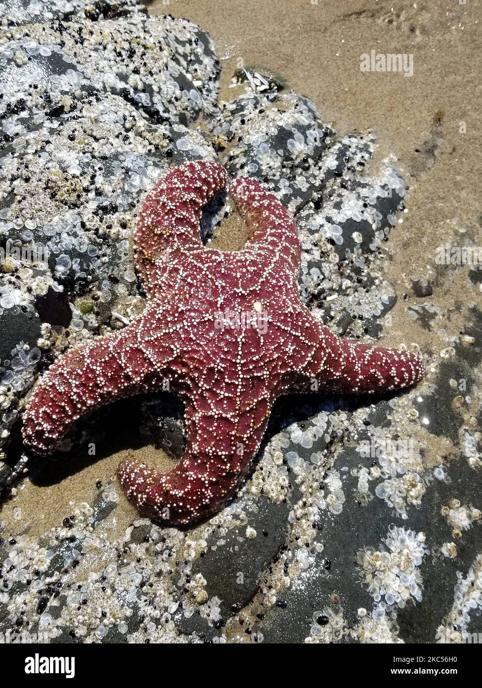 Common starfish asterias rubens on hi-res stock photography and images ...