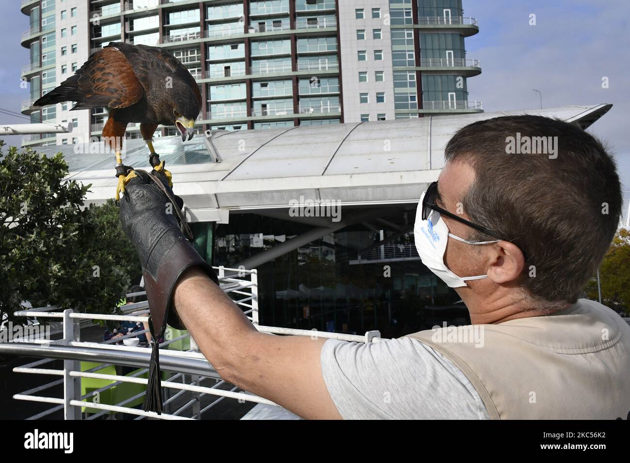 A harris eagle is used to control invasive birds in a shopping centre ...