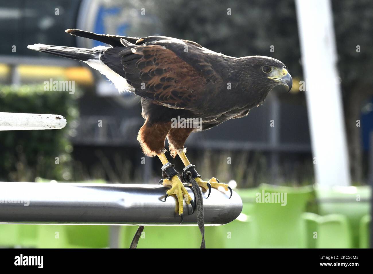 Robin is a harris eagle used for the control of invasive birds in ...