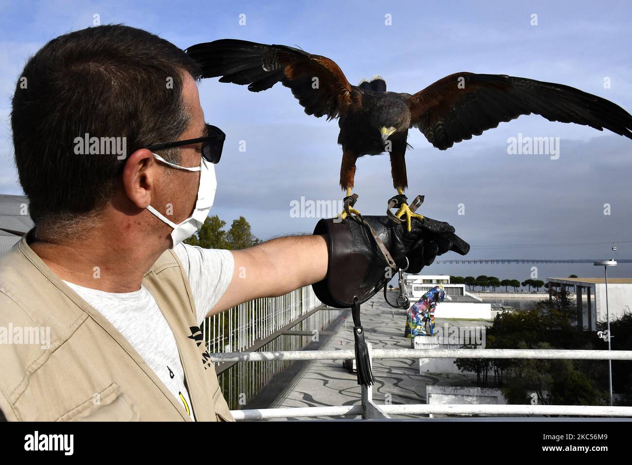 Robin is a harris eagle used for the control of invasive birds in ...