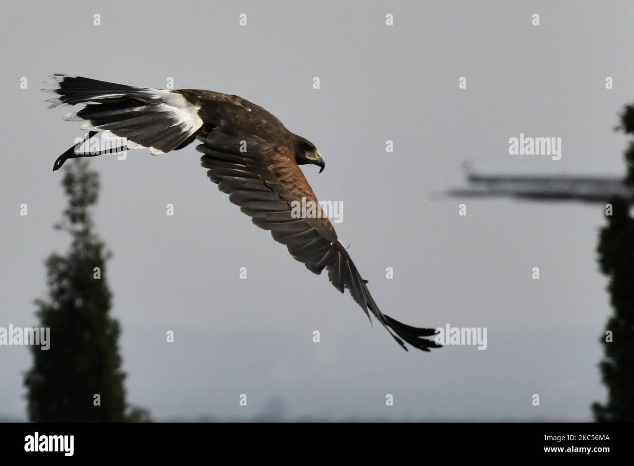 Robin is a harris eagle used for the control of invasive birds in ...