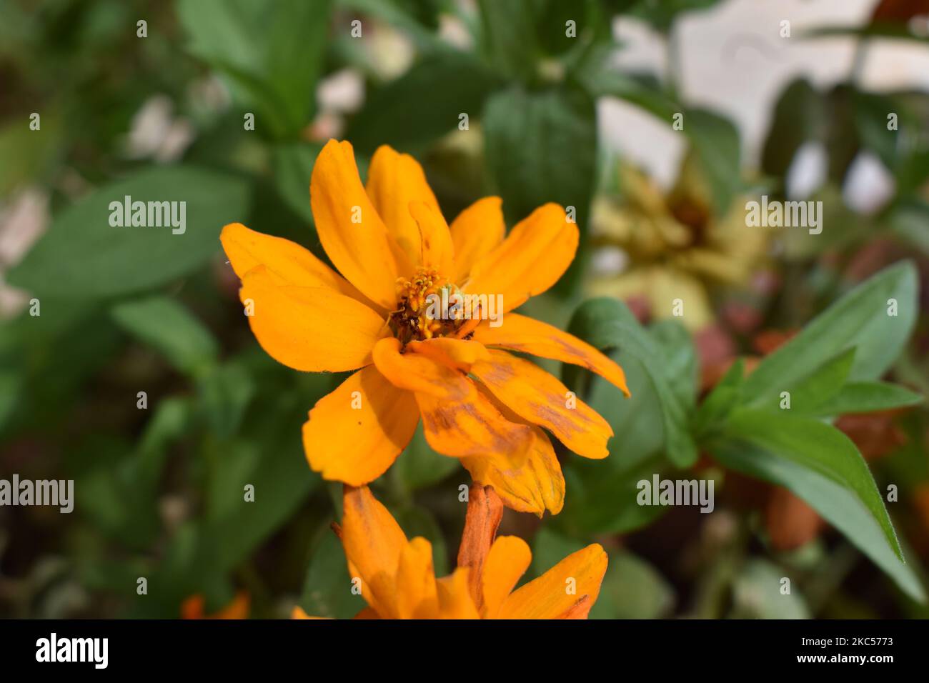Yellow ochna hi-res stock photography and images - Alamy