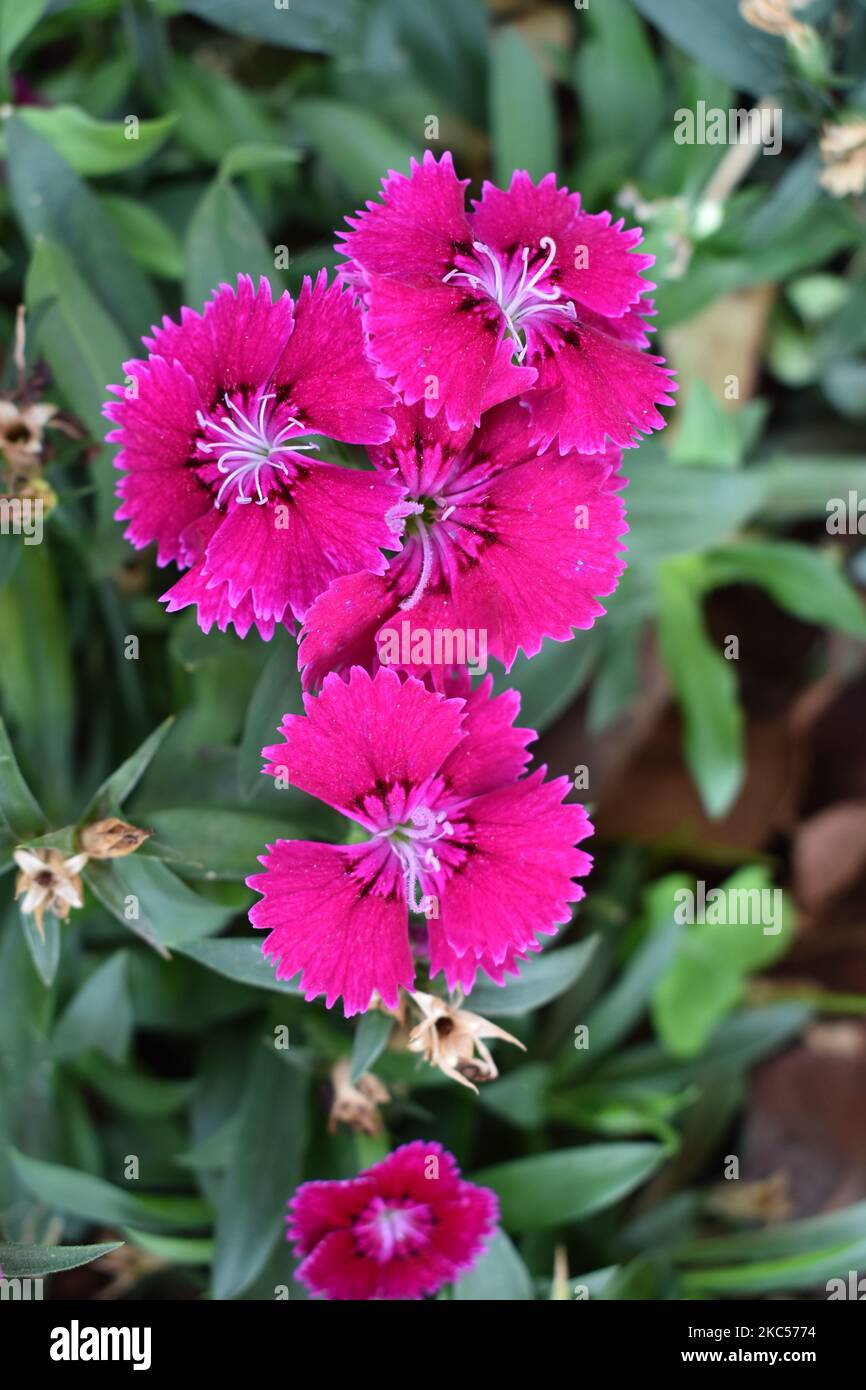 China pink flowers hi-res stock photography and images - Alamy
