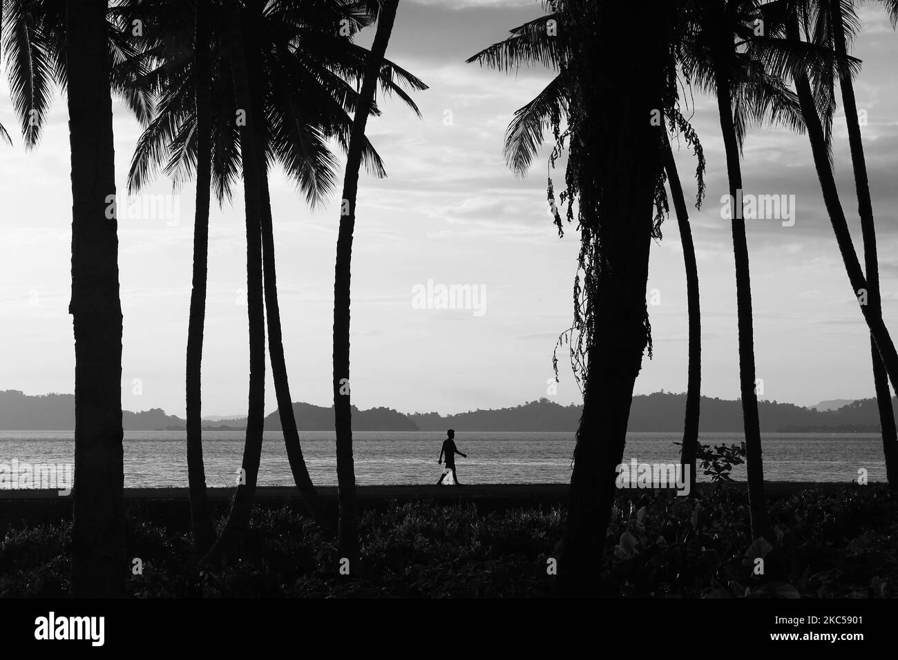 Silhouette of coconut trees on the beach on Bacan island, South ...