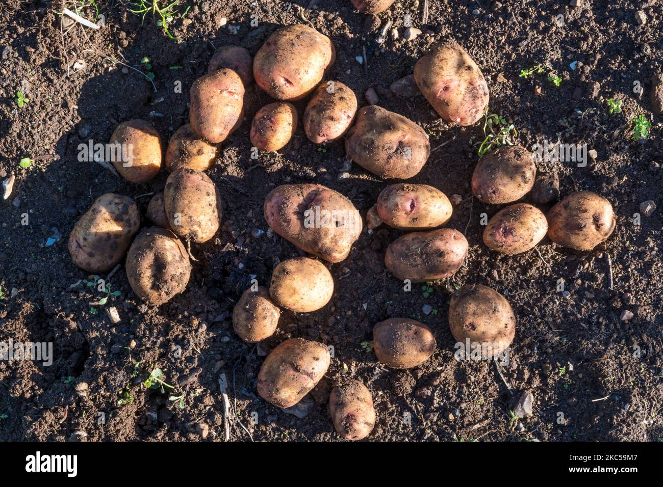 Ambo potatoes hi-res stock photography and images - Alamy
