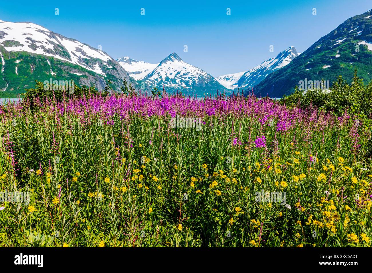 Fireweed; Chamaenerion angustifolium; near Boggs Visitor Center ...