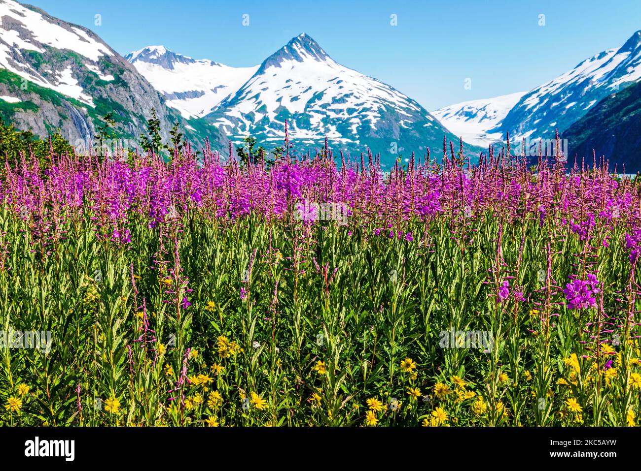 Fireweed; Chamaenerion angustifolium; near Boggs Visitor Center ...