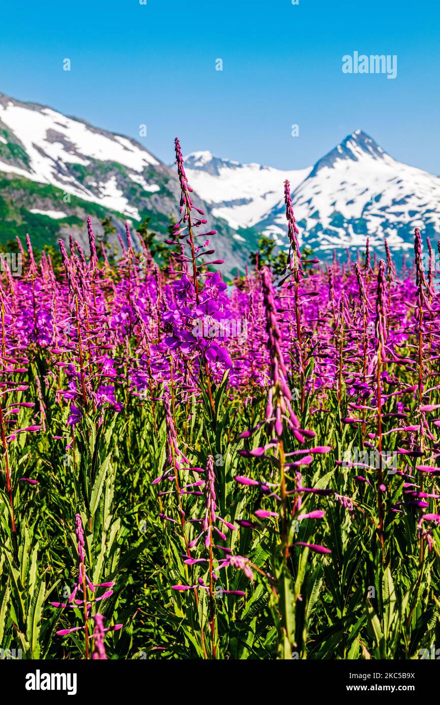 Fireweed; Chamaenerion angustifolium; near Boggs Visitor Center ...