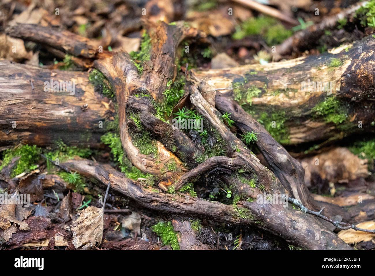 The decaying tree roots on a forest trail with ingrown moss coverage ...