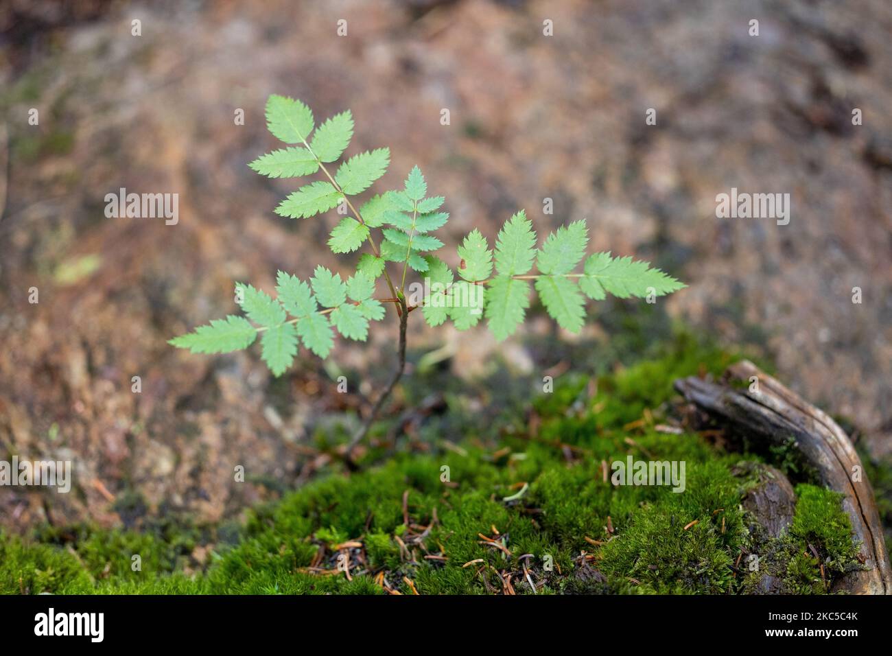 Small tree growing between rocks hi-res stock photography and images ...