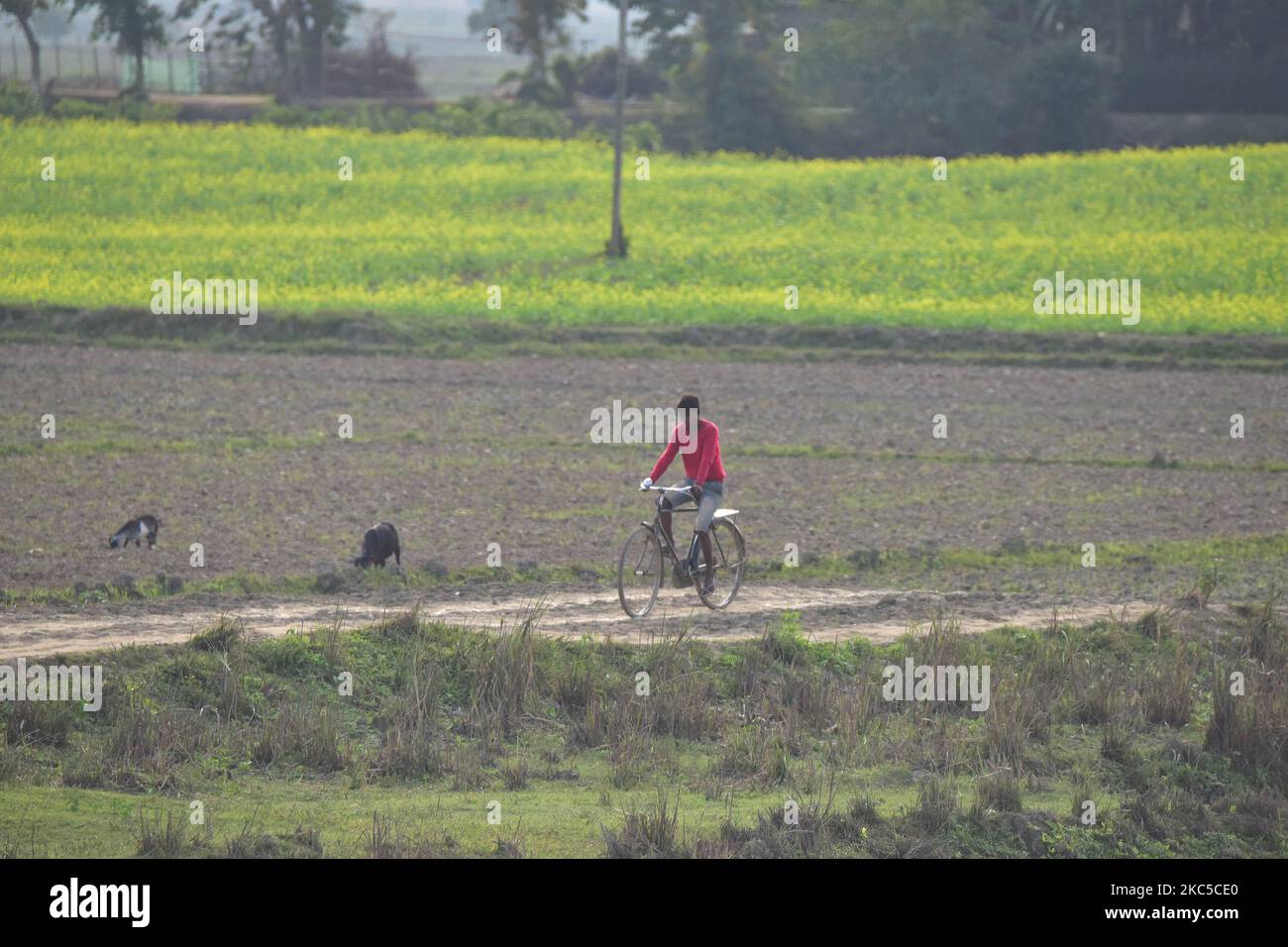 A villager paddle his bicycle near a mustard field at Mayong in ...