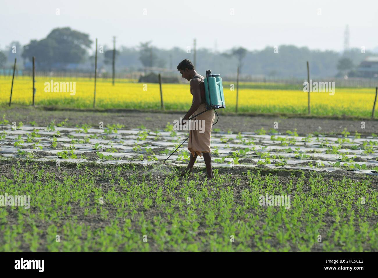 A Farmers work near his mustard field at Mayong in Morigaon District of ...