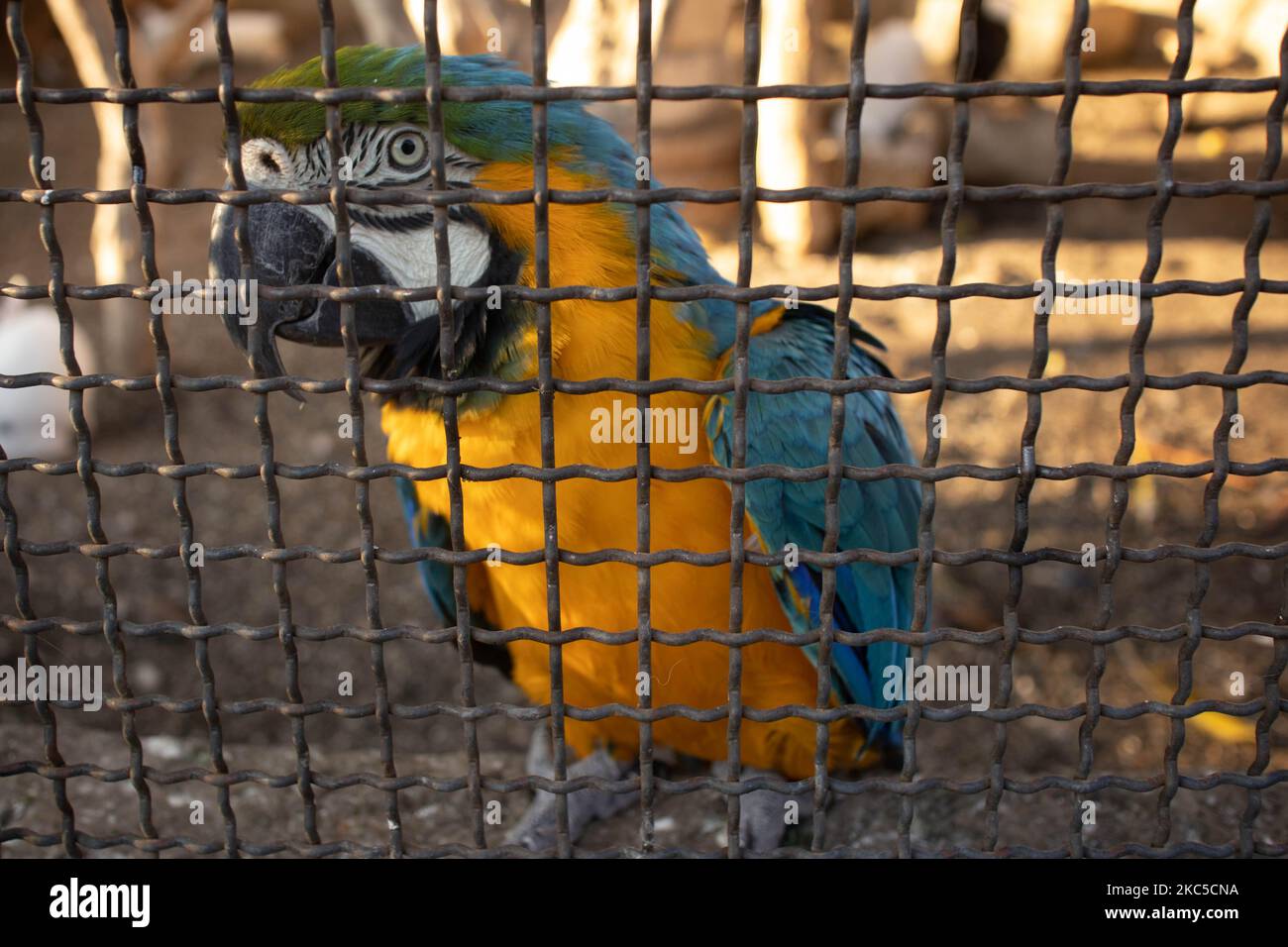 A colorful Ara parrot in a cage Stock Photo - Alamy