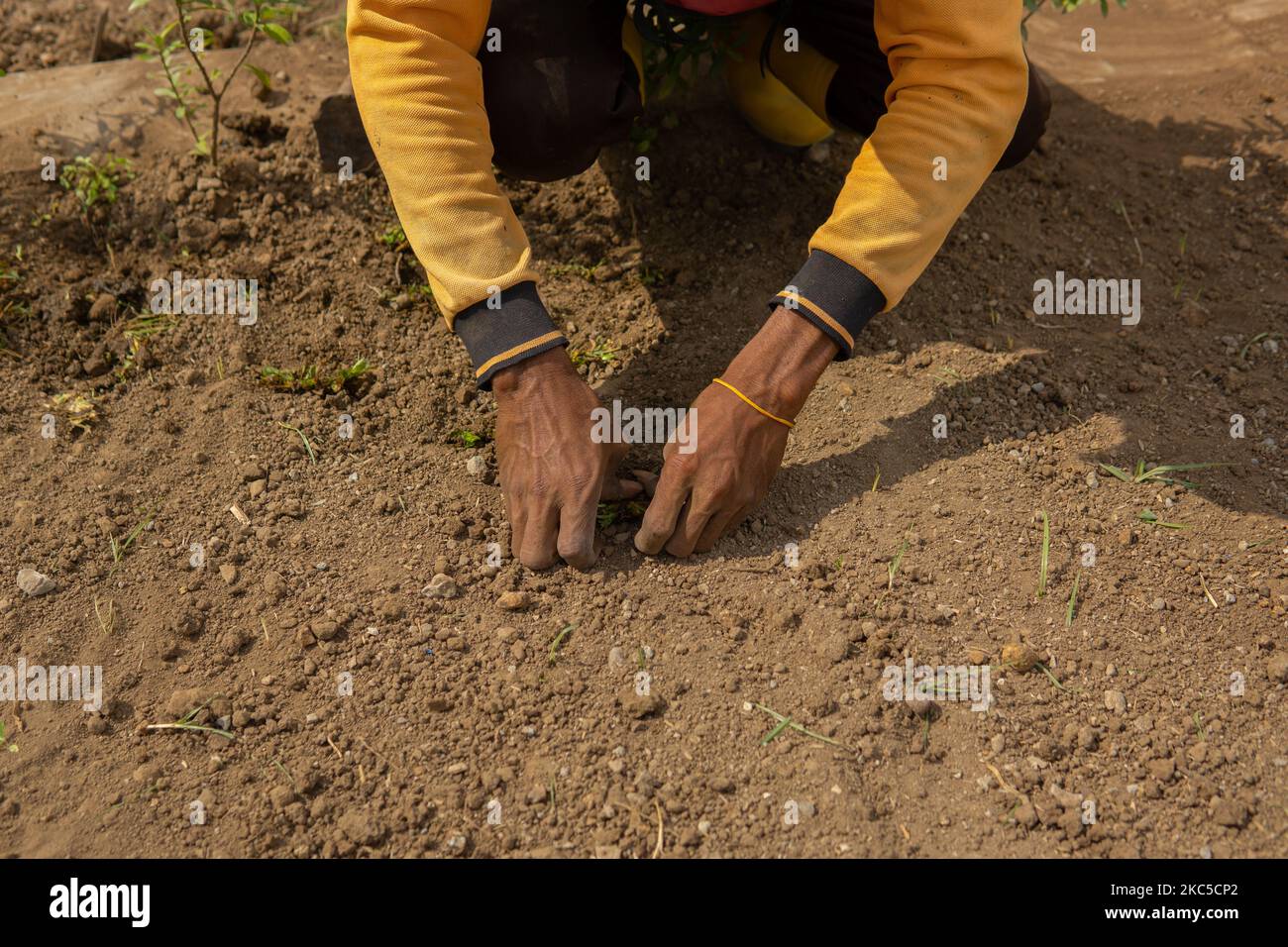 The construction worker planting grass in the facility area Stock Photo ...