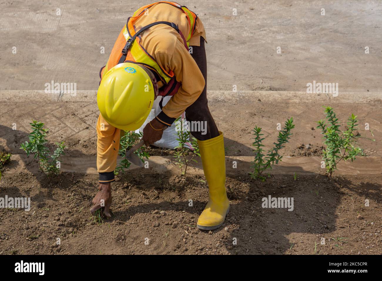 A construction worker planting grass in the facility area Stock Photo ...