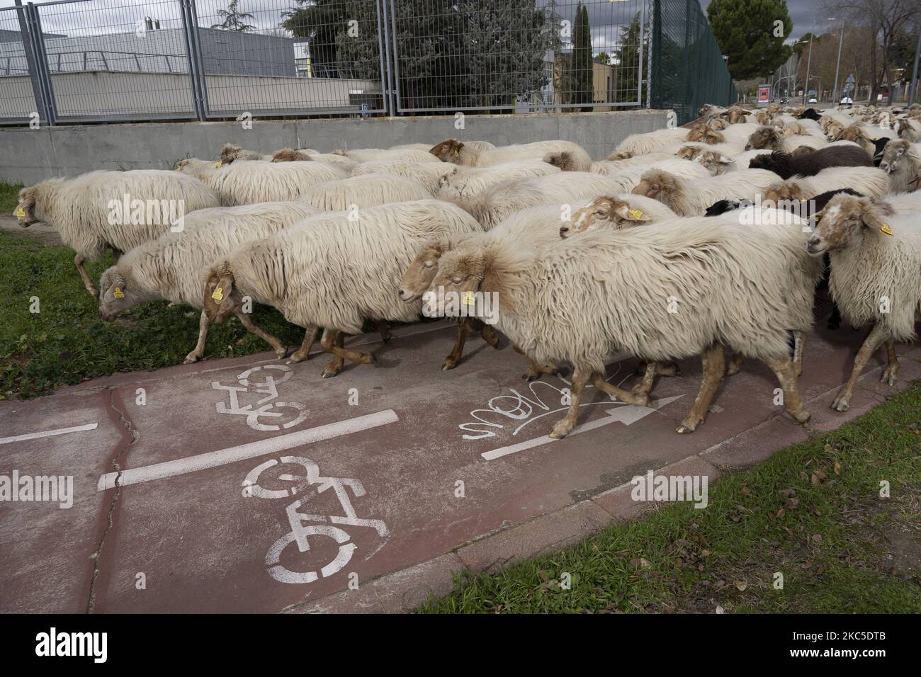 About 400 sheep travel down an avenue in Madrid, during the ...