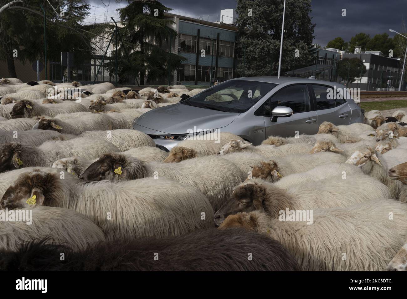 About 400 sheep travel down an avenue in Madrid, during the ...