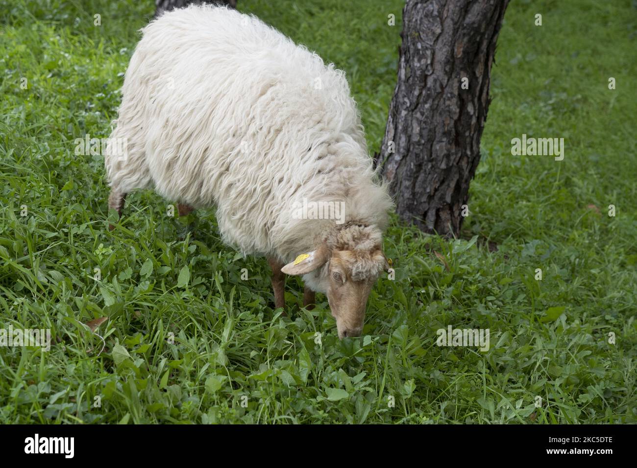 área de casa de campo hi-res stock photography and images - Alamy