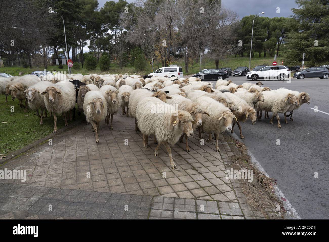 About 400 sheep travel down an avenue in Madrid, during the ...