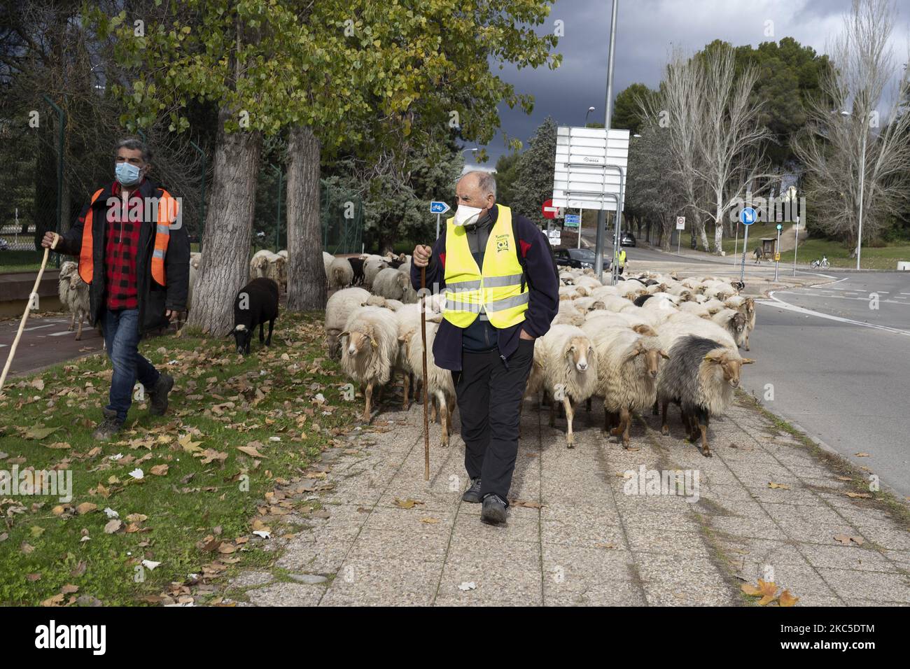 About 400 sheep travel down an avenue in Madrid, during the ...