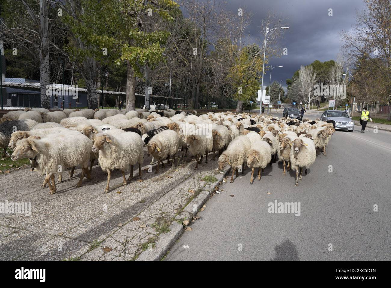 About 400 sheep travel down an avenue in Madrid, during the ...