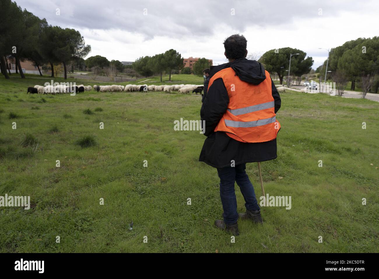 About 400 sheep travel down an avenue in Madrid, during the ...