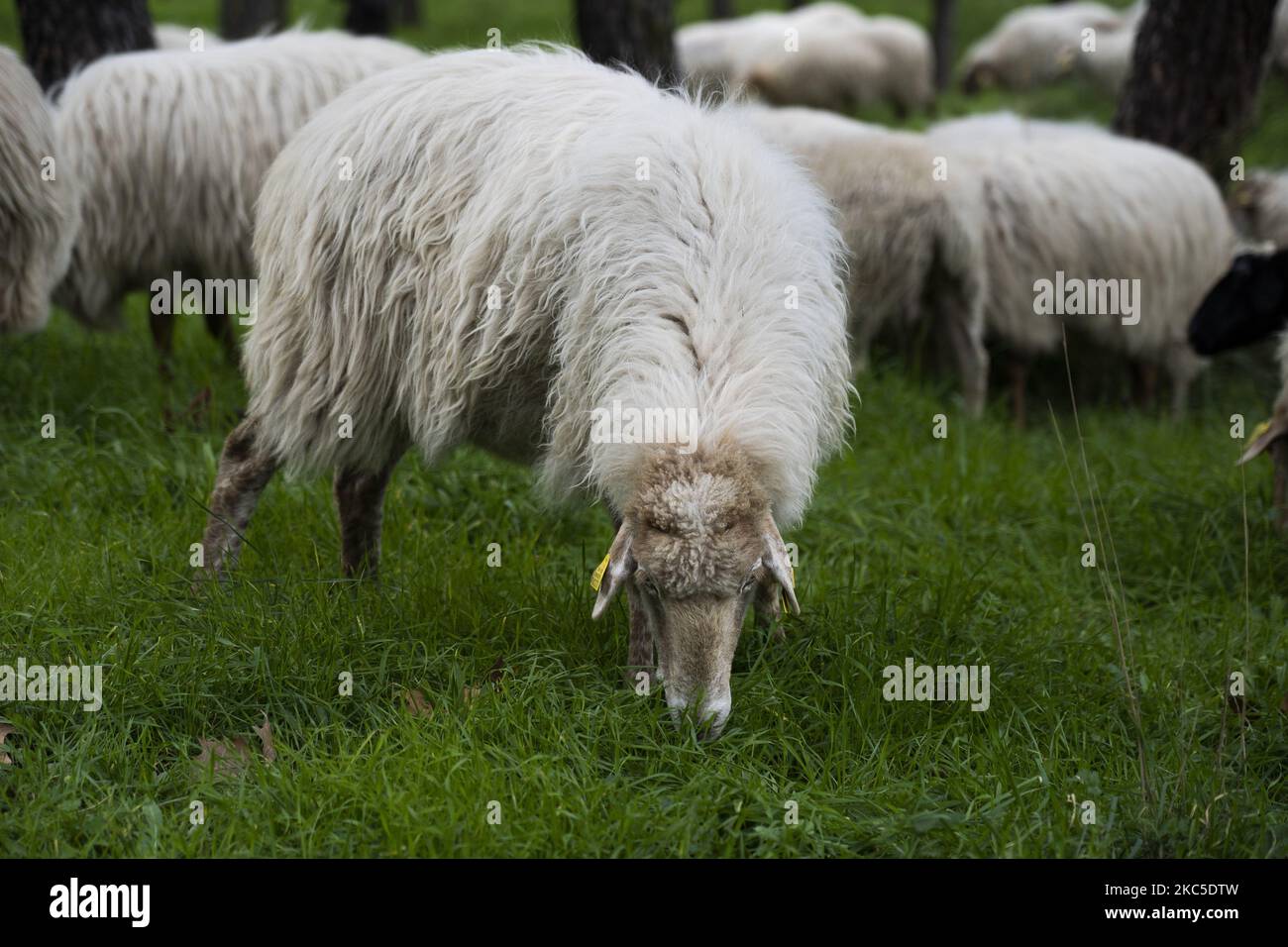 About 400 sheep travel down an avenue in Madrid, during the ...