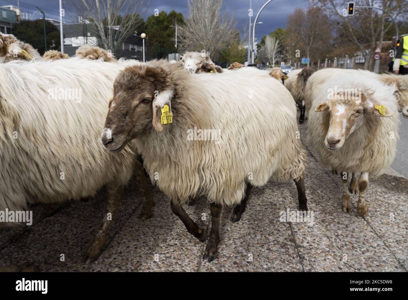 About 400 sheep travel down an avenue in Madrid, during the ...