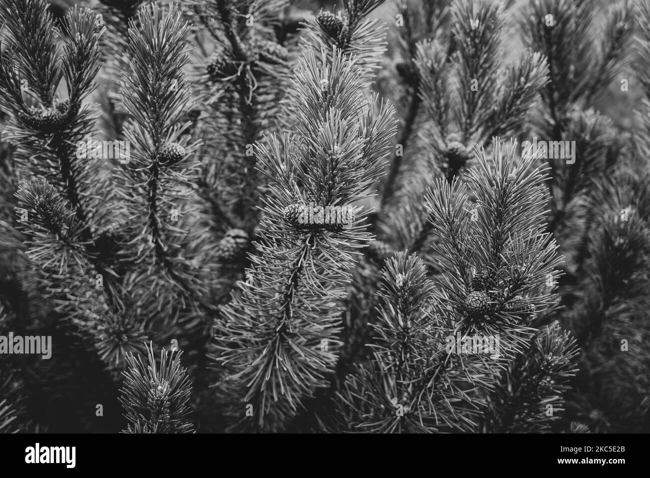 The branches of a green pine tree, close-up, grayscale Stock Photo - Alamy